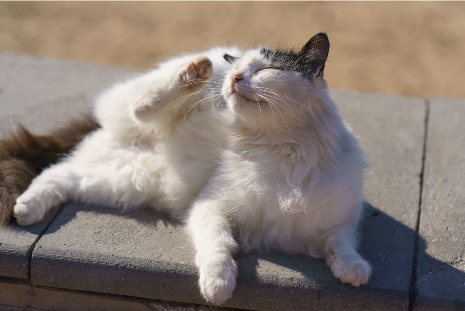 Tapeworms: Worms in Cats that Look Like Rice — Travel Kinz