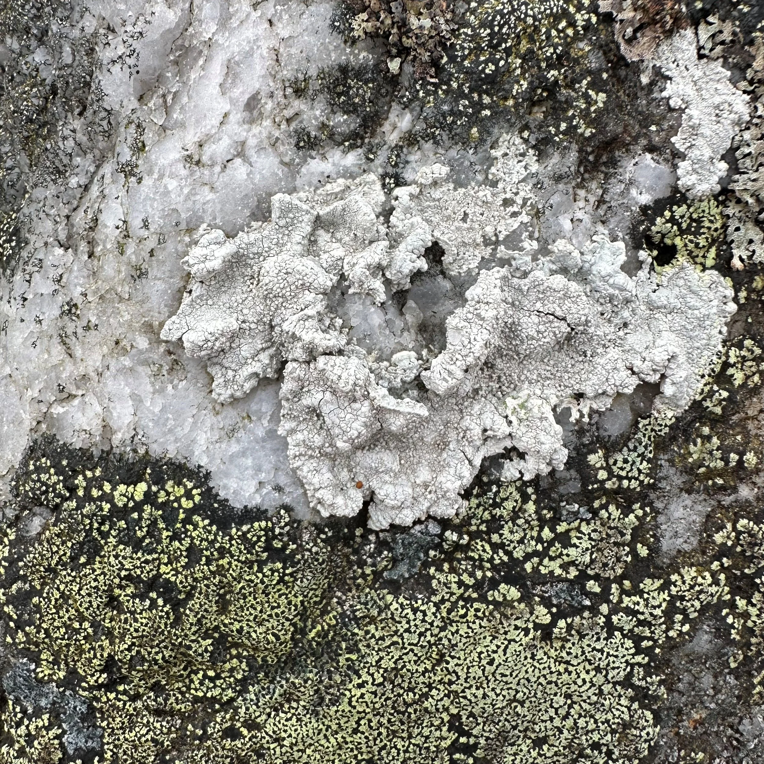 Lichen — Penelope Brook, Artist