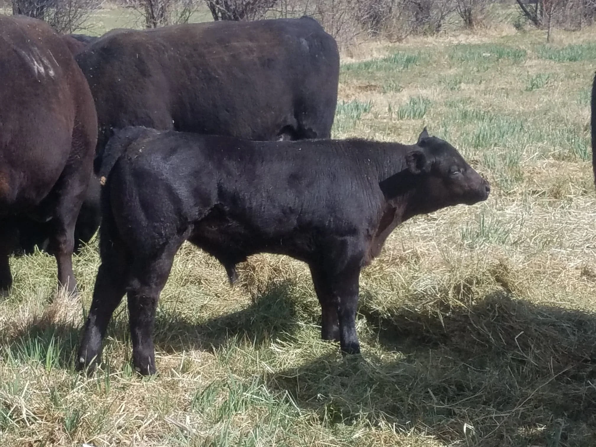 WS Ranch | Multi-Generational Ranch | Grass Fed, Grain Finished Beef ...