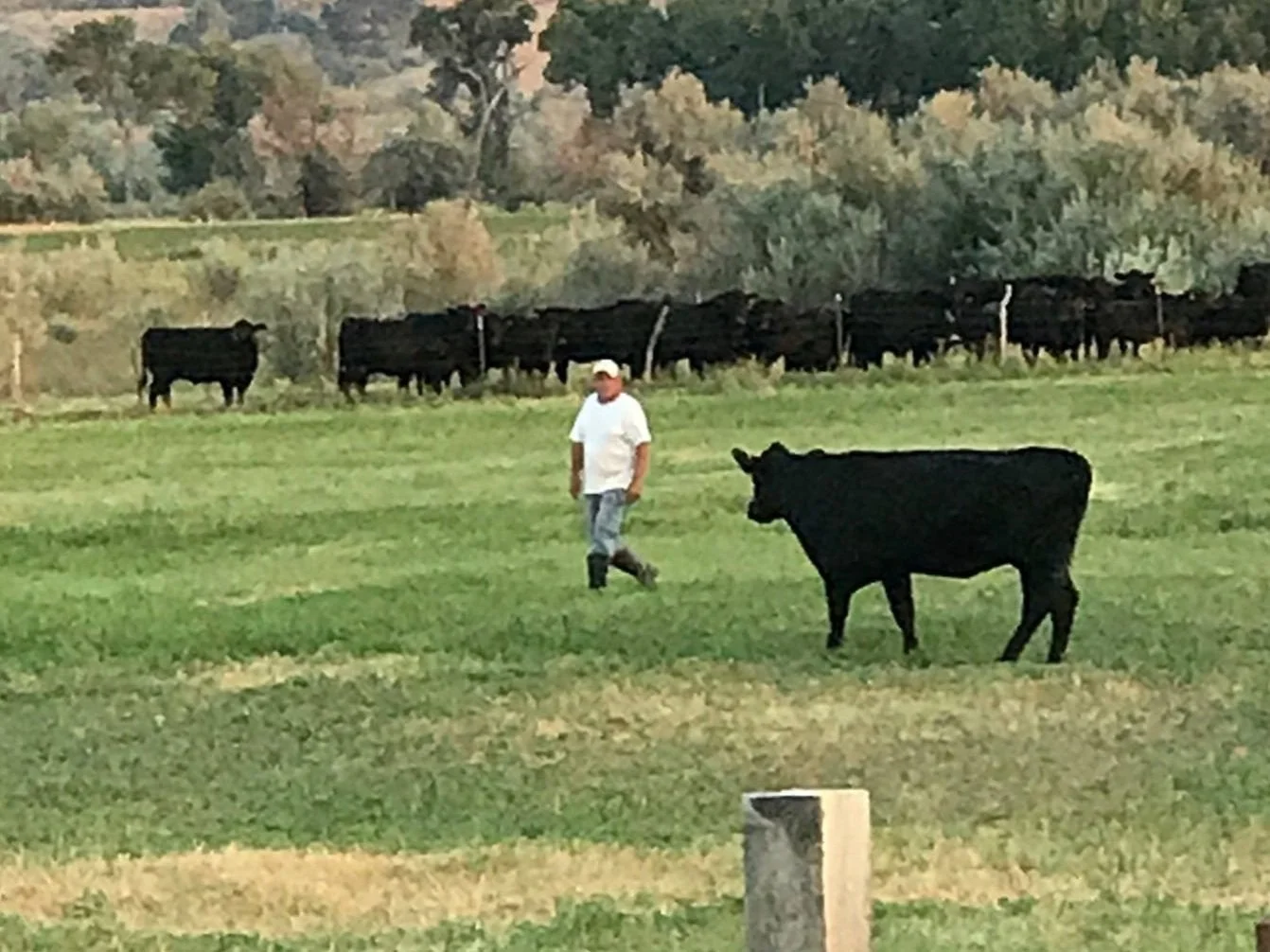 WS Ranch | Multi-Generational Ranch | Grass Fed, Grain Finished Beef ...