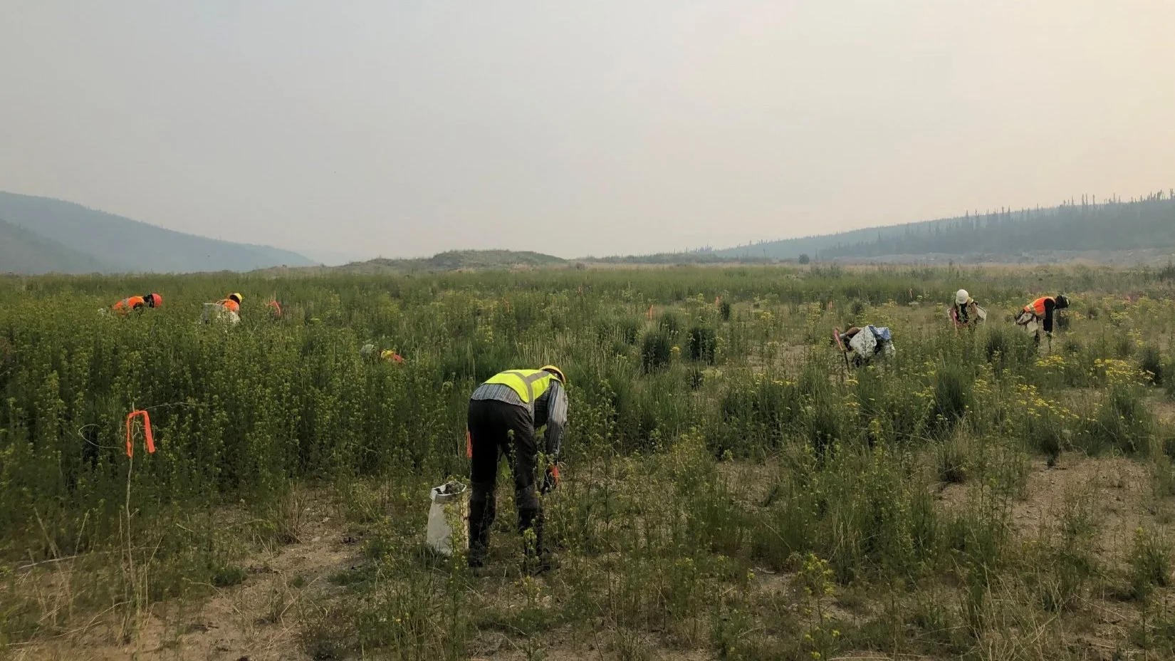 YSR Case Study: Reforestation and Restoration Training with First ...