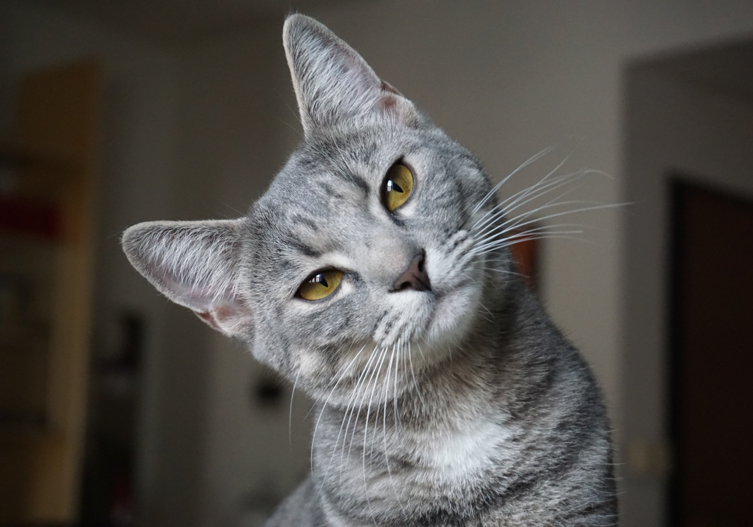 Pawsitively Interesting 10 Fun Facts About Domestic Cats Wired pawsitively-interesting-10-fun-facts-about-domestic-cats-wired