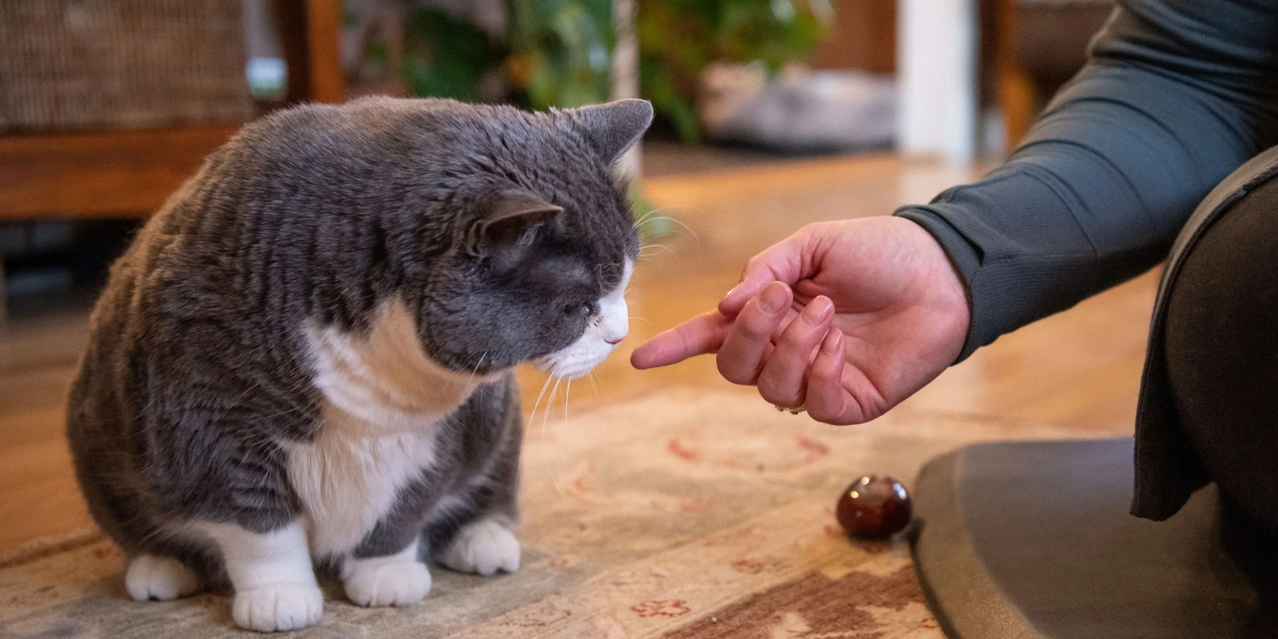 Animal Sentience & Consciousness, and it's implications for human ...