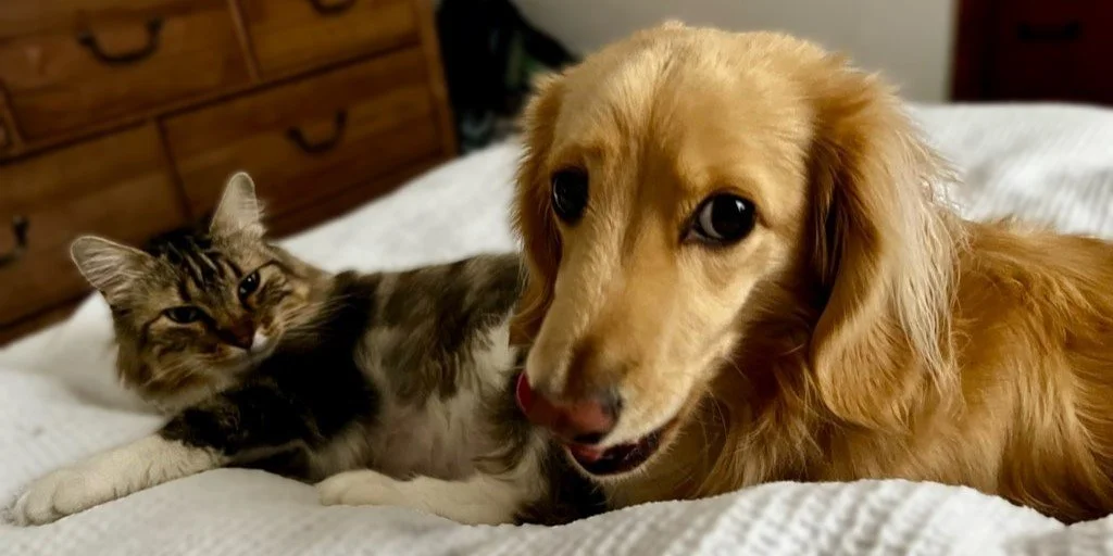 Animal Sentience & Consciousness, and it's implications for human ...