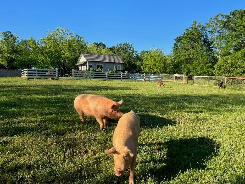 Farm Animal Sanctuary