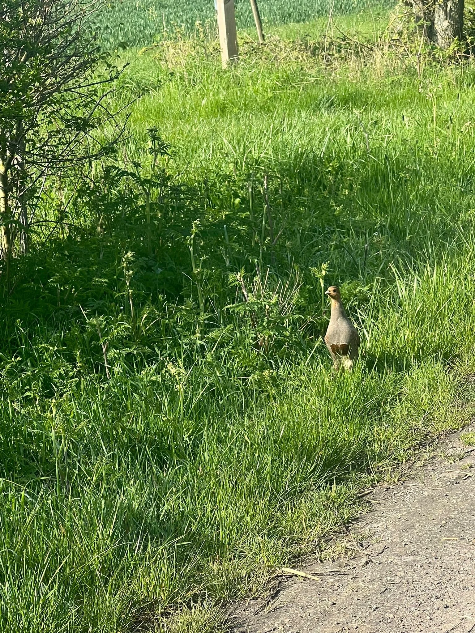 Dennington Hall Farms
