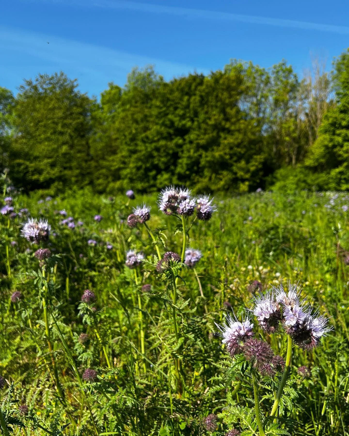 Dennington Hall Farms