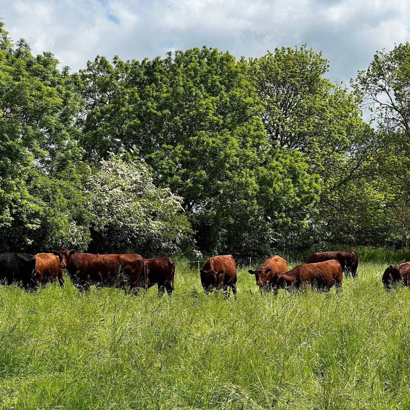 Dennington Hall Farms