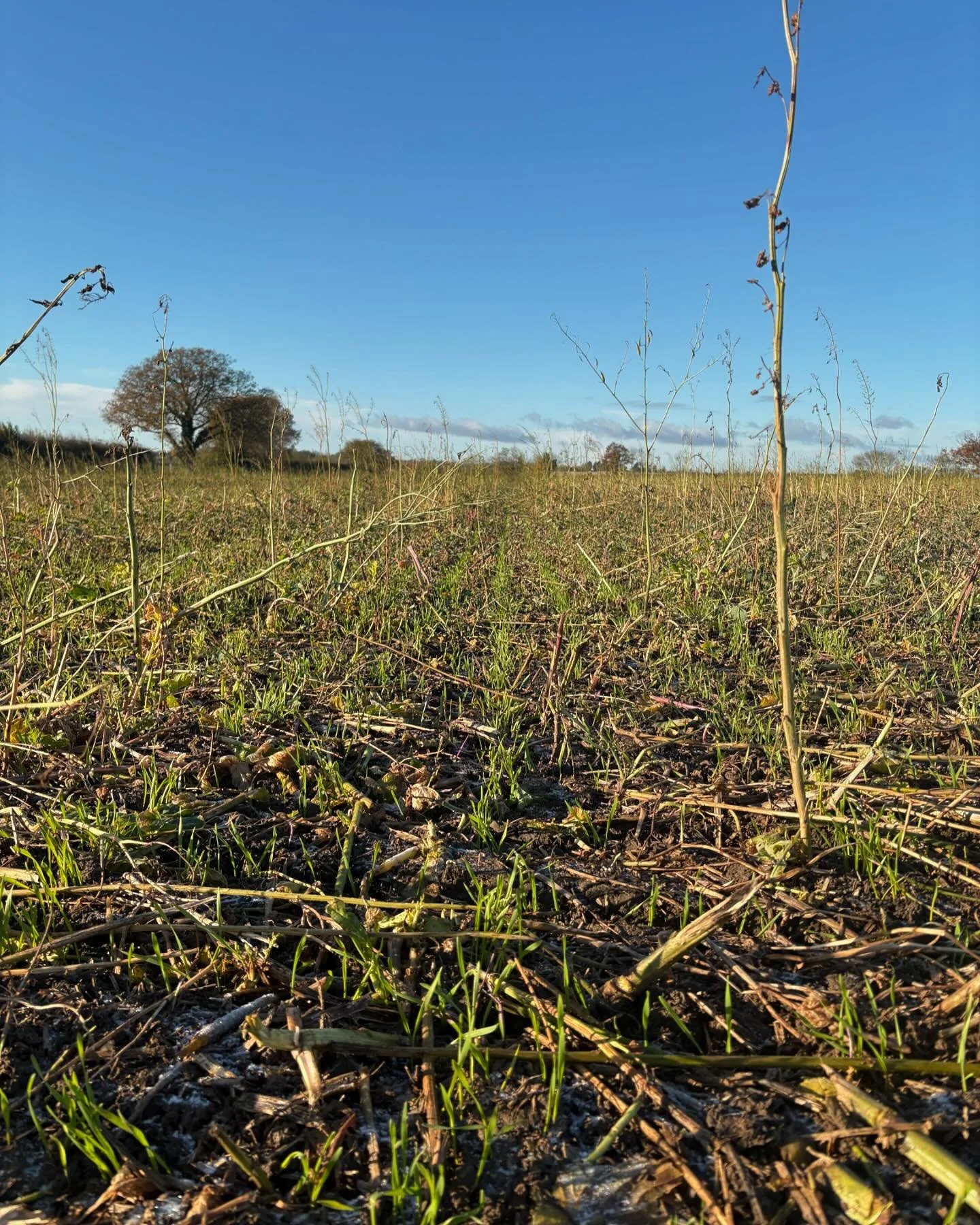 Dennington Hall Farms