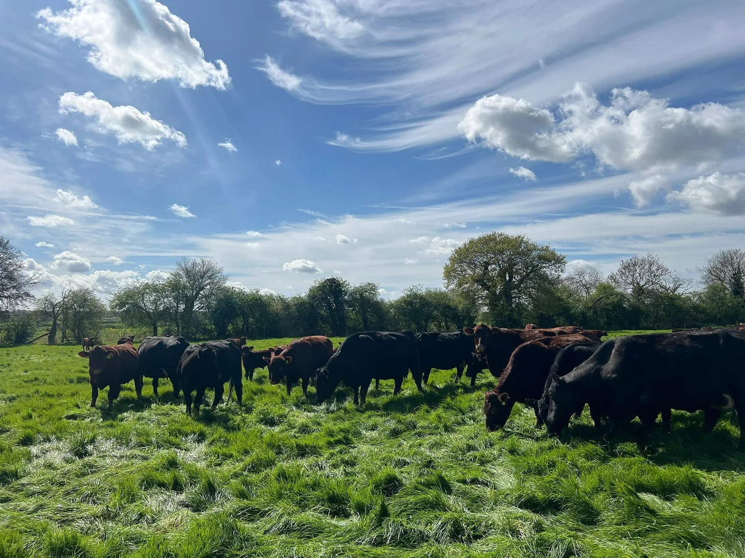 Estate-to-Plate Meat Boxes | Red Poll Beef & Venison in Suffolk ...