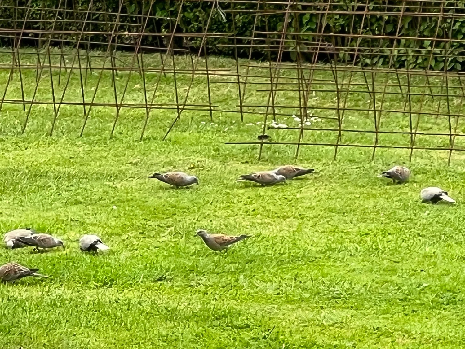 Conservation & Environment — Dennington Hall Farms