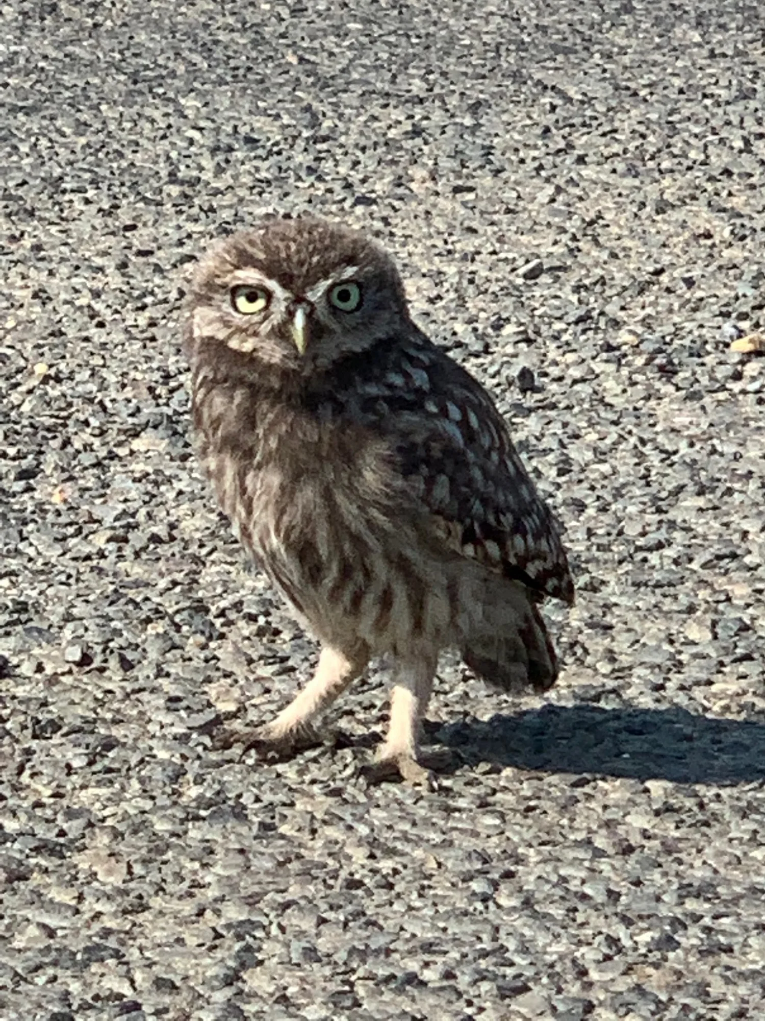 Conservation & Environment — Dennington Hall Farms