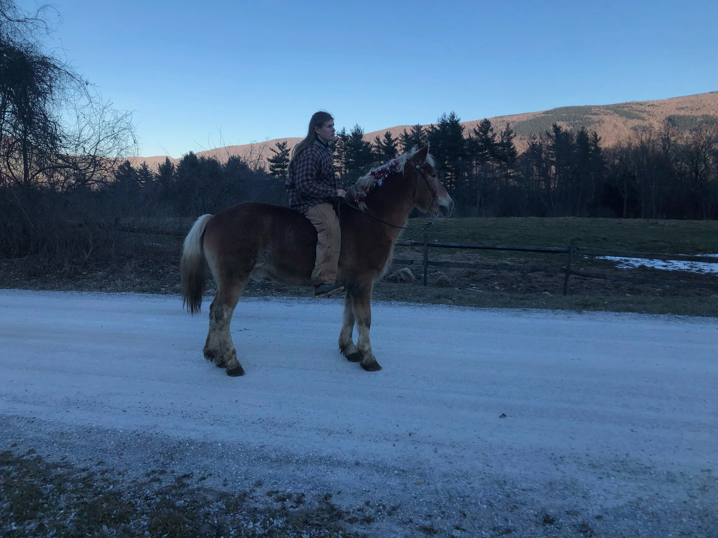 Matching Halflingers — Mountain View Ranch