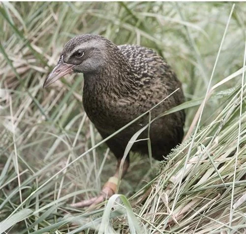 Weka Weka Woo - featured on stuff.co.nz — Wyld