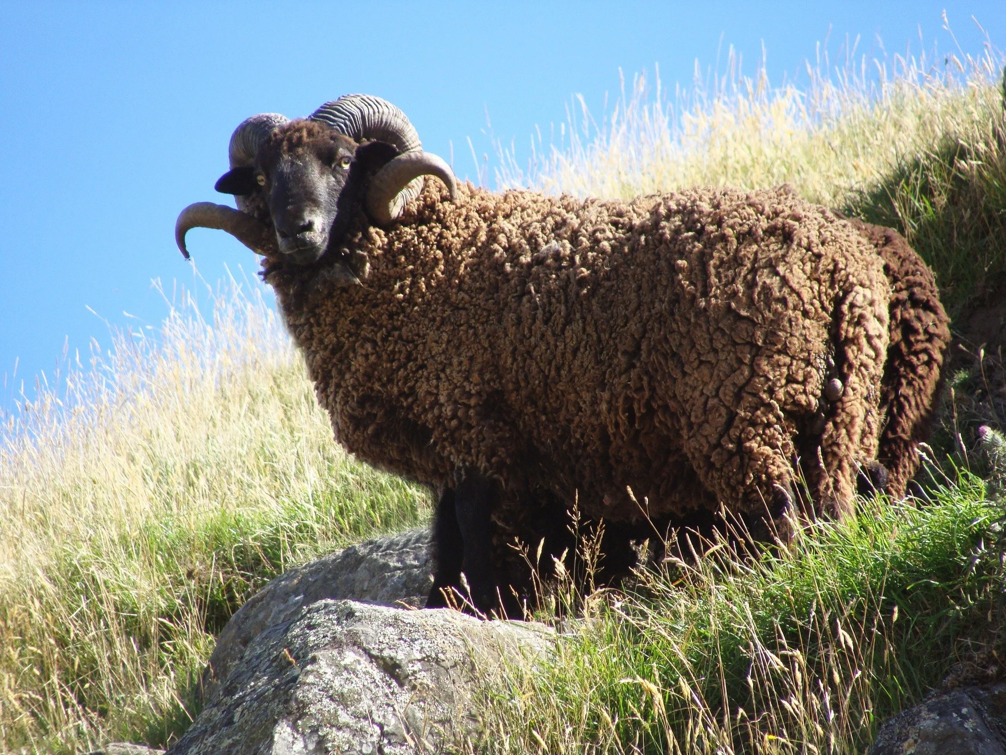 Wild Merino Cosywear by Wyld - 100% Made in New Zealand