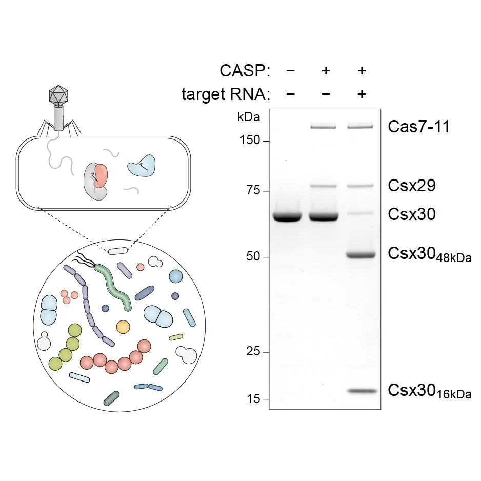 Research — The Strecker Laboratory
