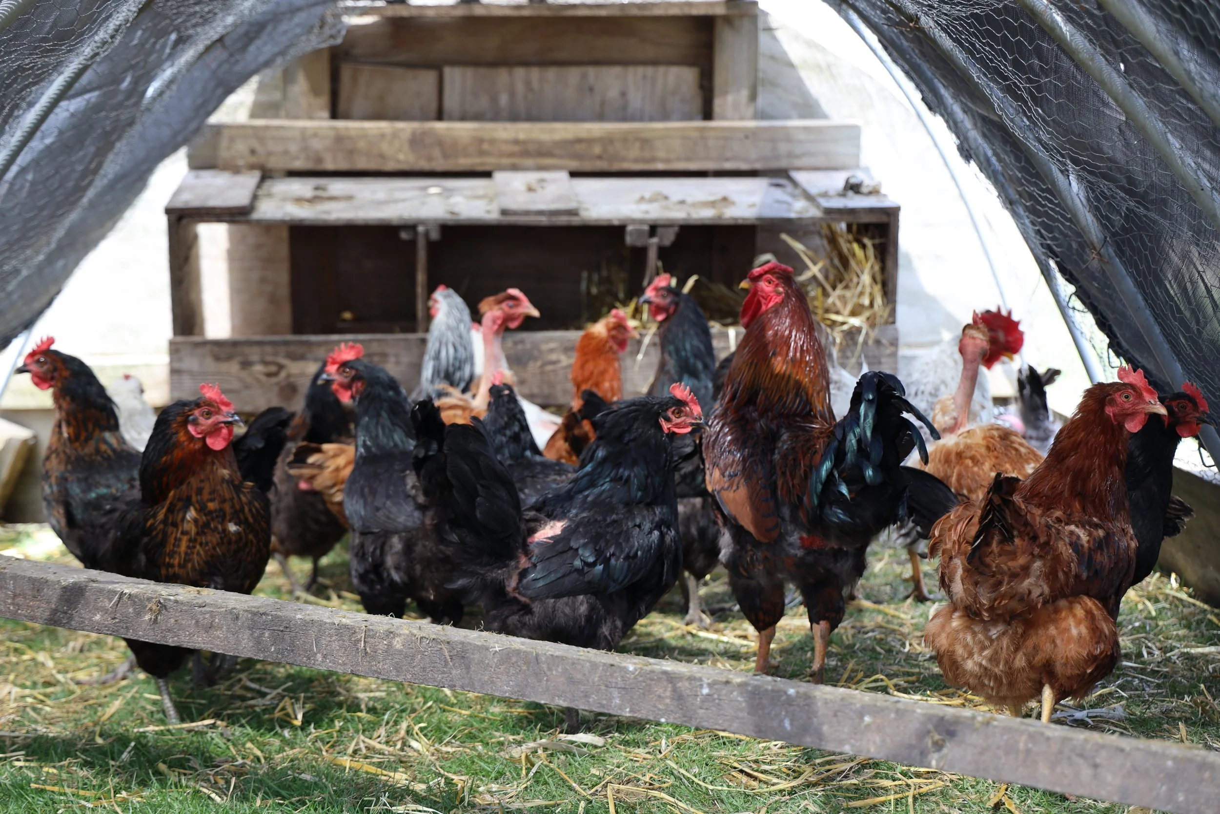 Iowa Food System Coalition