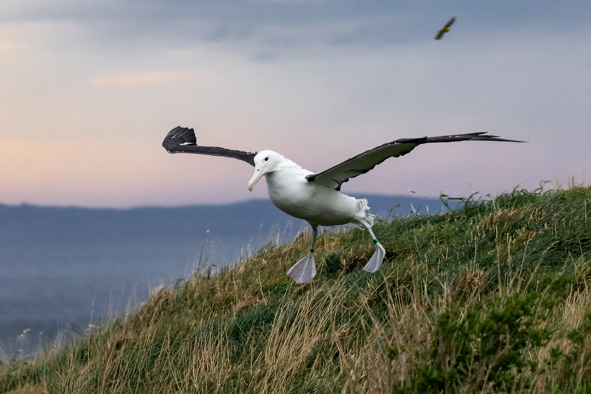 Peninsula Encounters + Albatross Tour — Monarch Wildlife Cruises & Tours