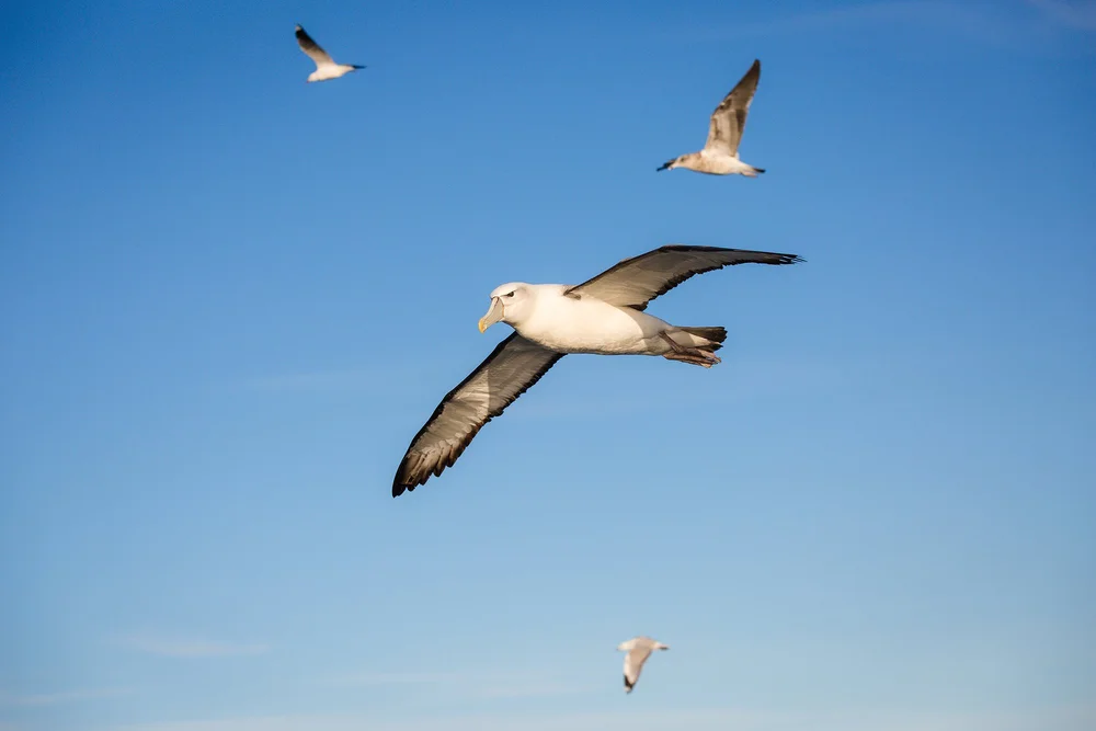 Wildlife found in Dunedin, New Zealand — Monarch Wildlife Cruises & Tours