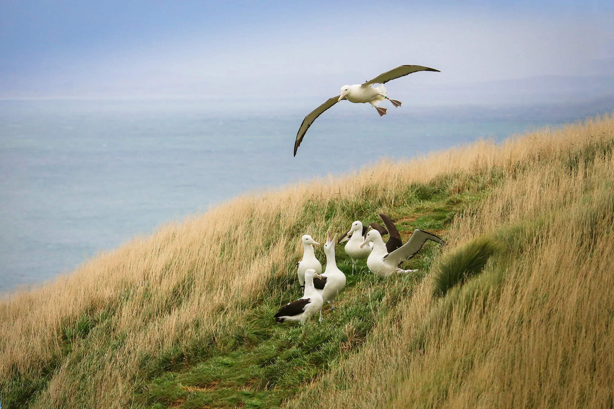 Double Albatross Combo — Monarch Wildlife Cruises & Tours