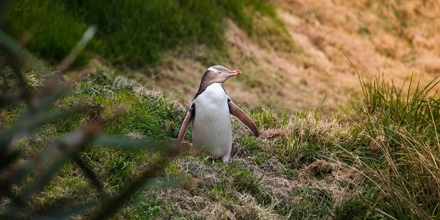 Wildlife found in Dunedin, New Zealand — Monarch Wildlife Cruises & Tours