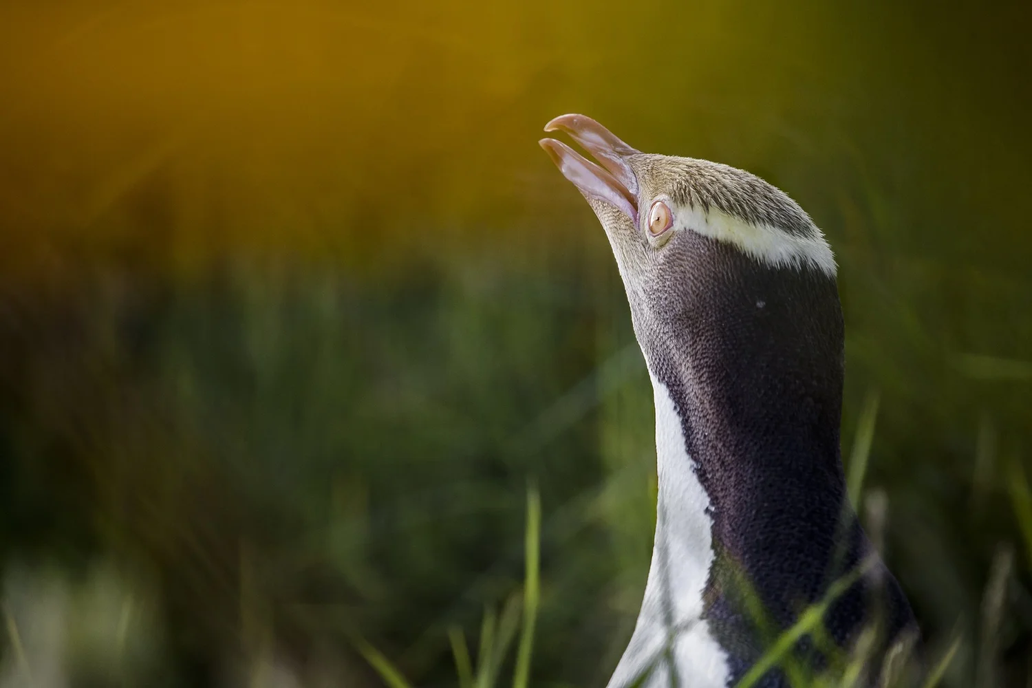 Castle to Cruise + Penguin Tour — Monarch Wildlife Cruises & Tours