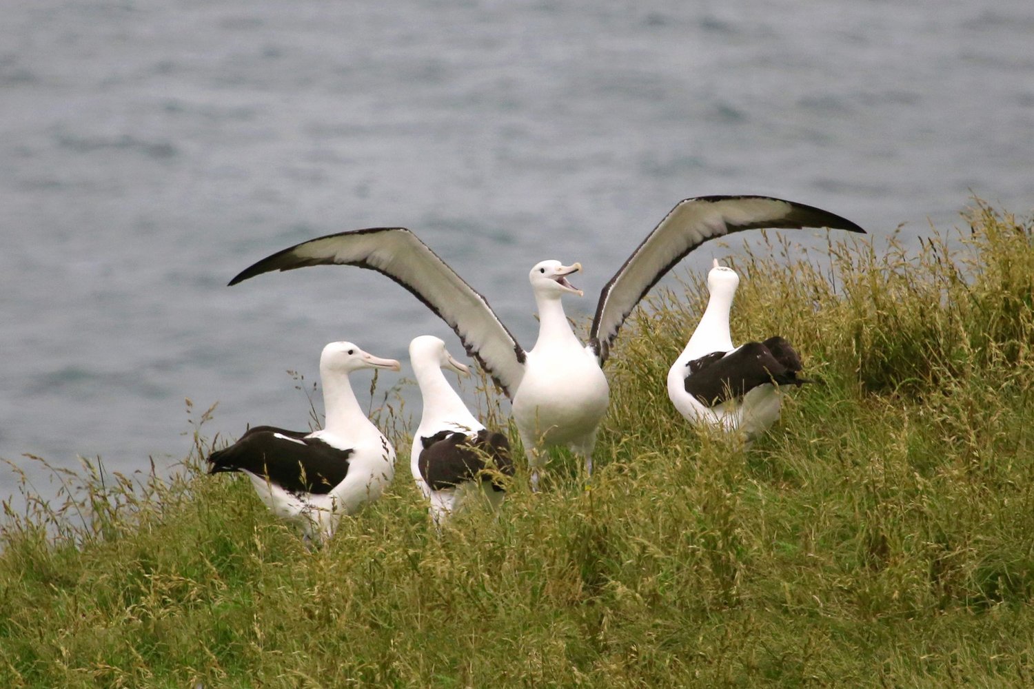 Peninsula Encounters + Albatross Tour — Monarch Wildlife Cruises & Tours