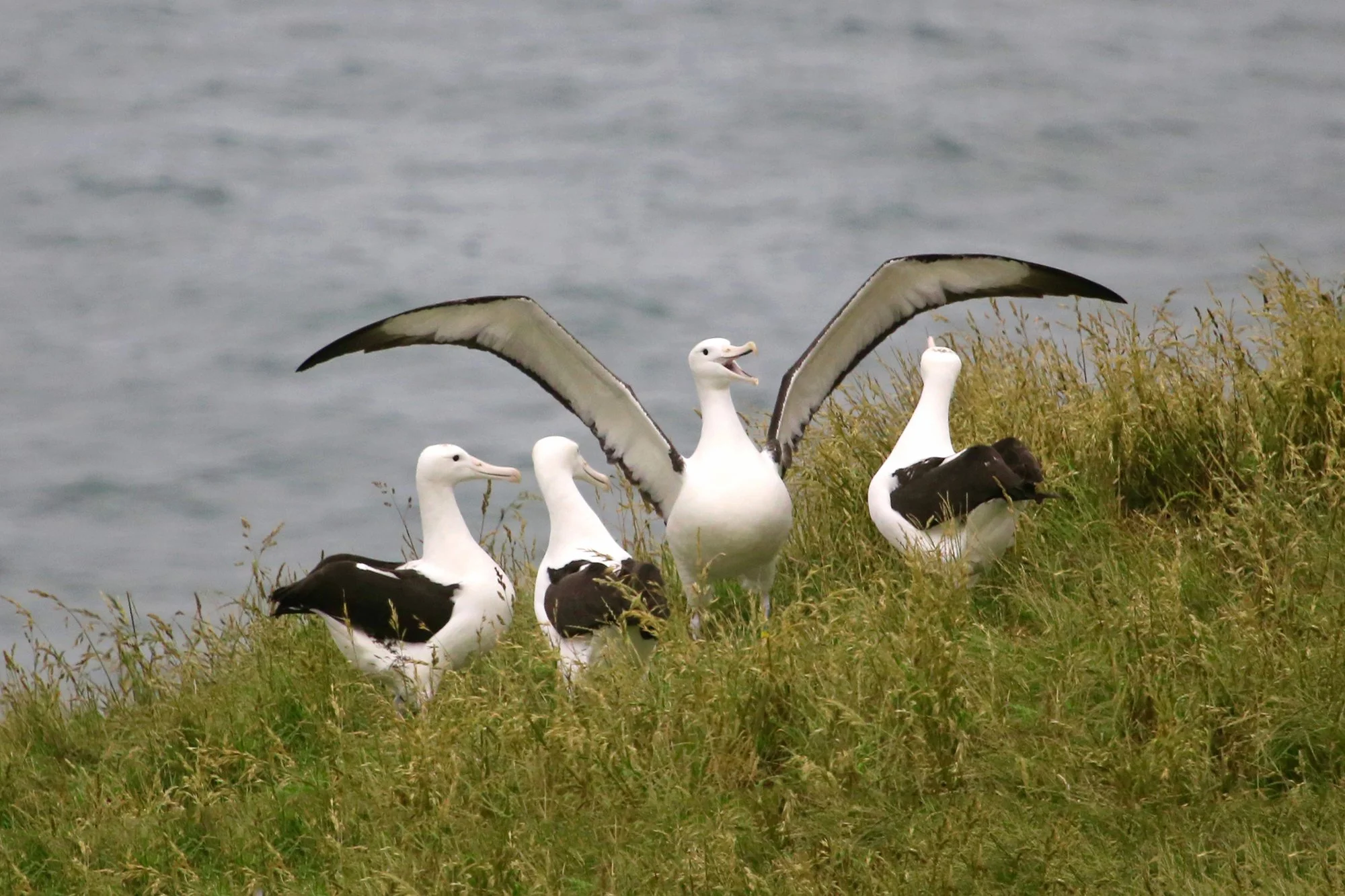 Peninsula Encounters + Albatross Tour — Monarch Wildlife Cruises & Tours