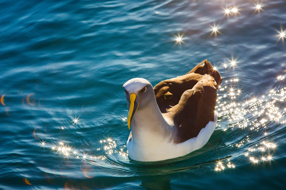 Wildlife found in Dunedin, New Zealand — Monarch Wildlife Cruises & Tours