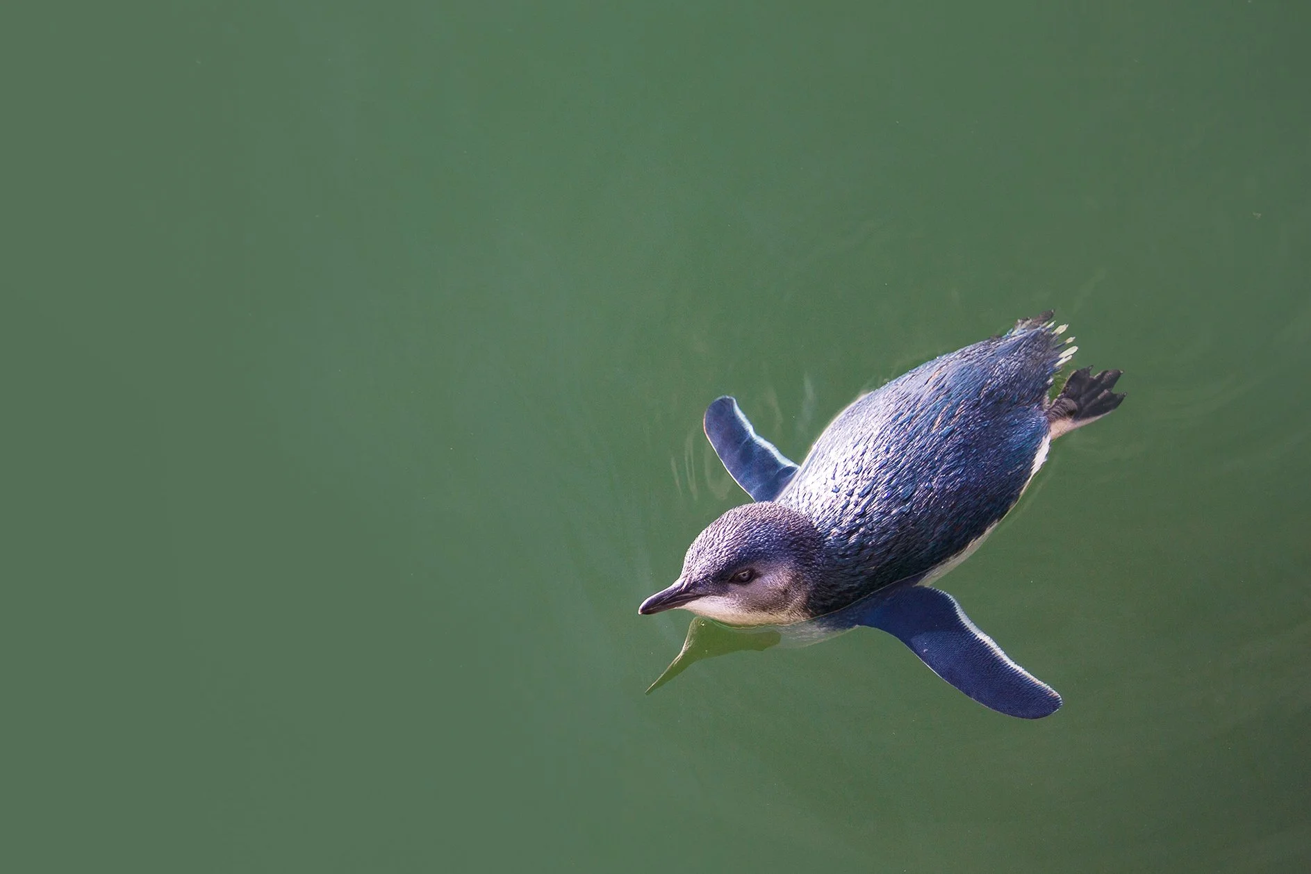 Wildlife found in Dunedin, New Zealand — Monarch Wildlife Cruises & Tours
