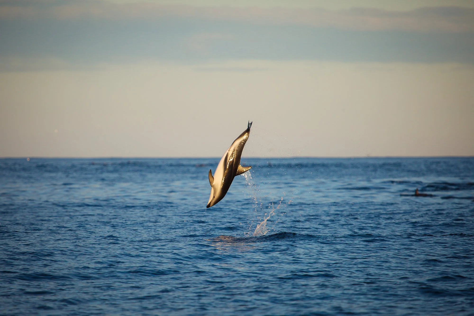 Wildlife found in Dunedin, New Zealand — Monarch Wildlife Cruises & Tours