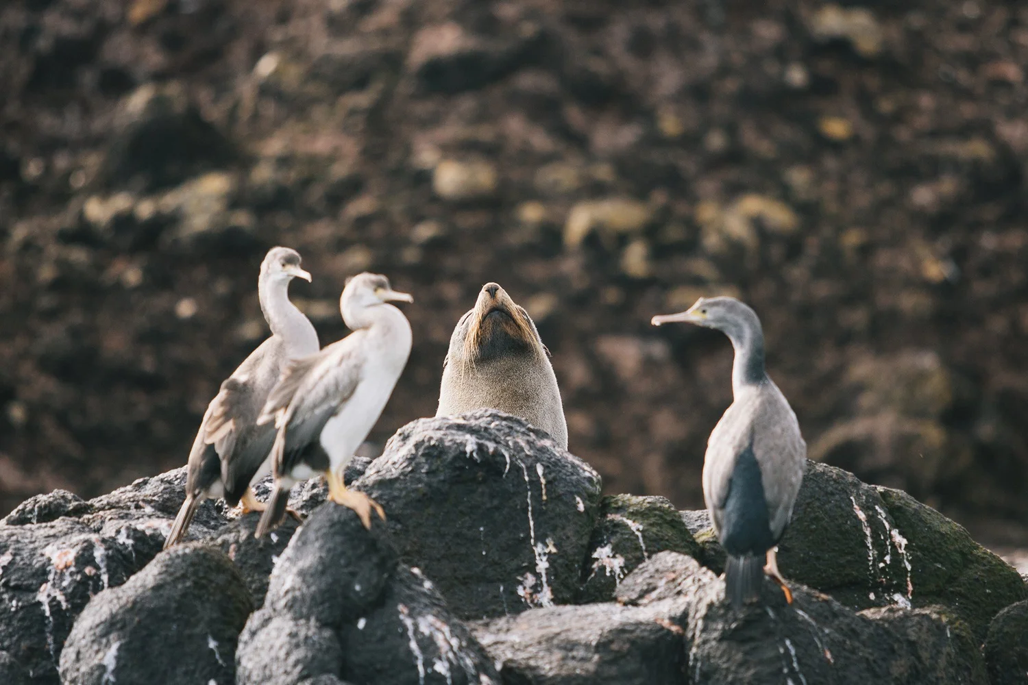 Castle to Cruise + Penguin Tour — Monarch Wildlife Cruises & Tours