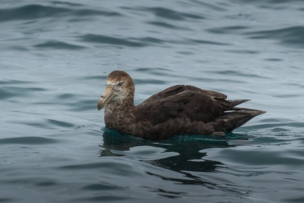 Wildlife found in Dunedin, New Zealand — Monarch Wildlife Cruises & Tours