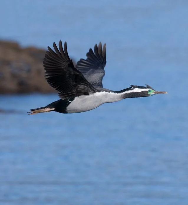 Wildlife found in Dunedin, New Zealand — Monarch Wildlife Cruises & Tours