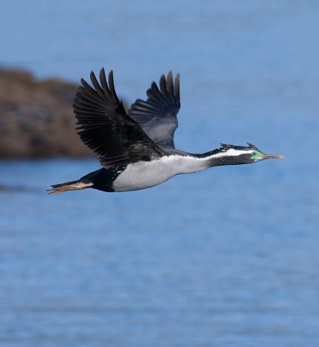 Wildlife found in Dunedin, New Zealand — Monarch Wildlife Cruises & Tours