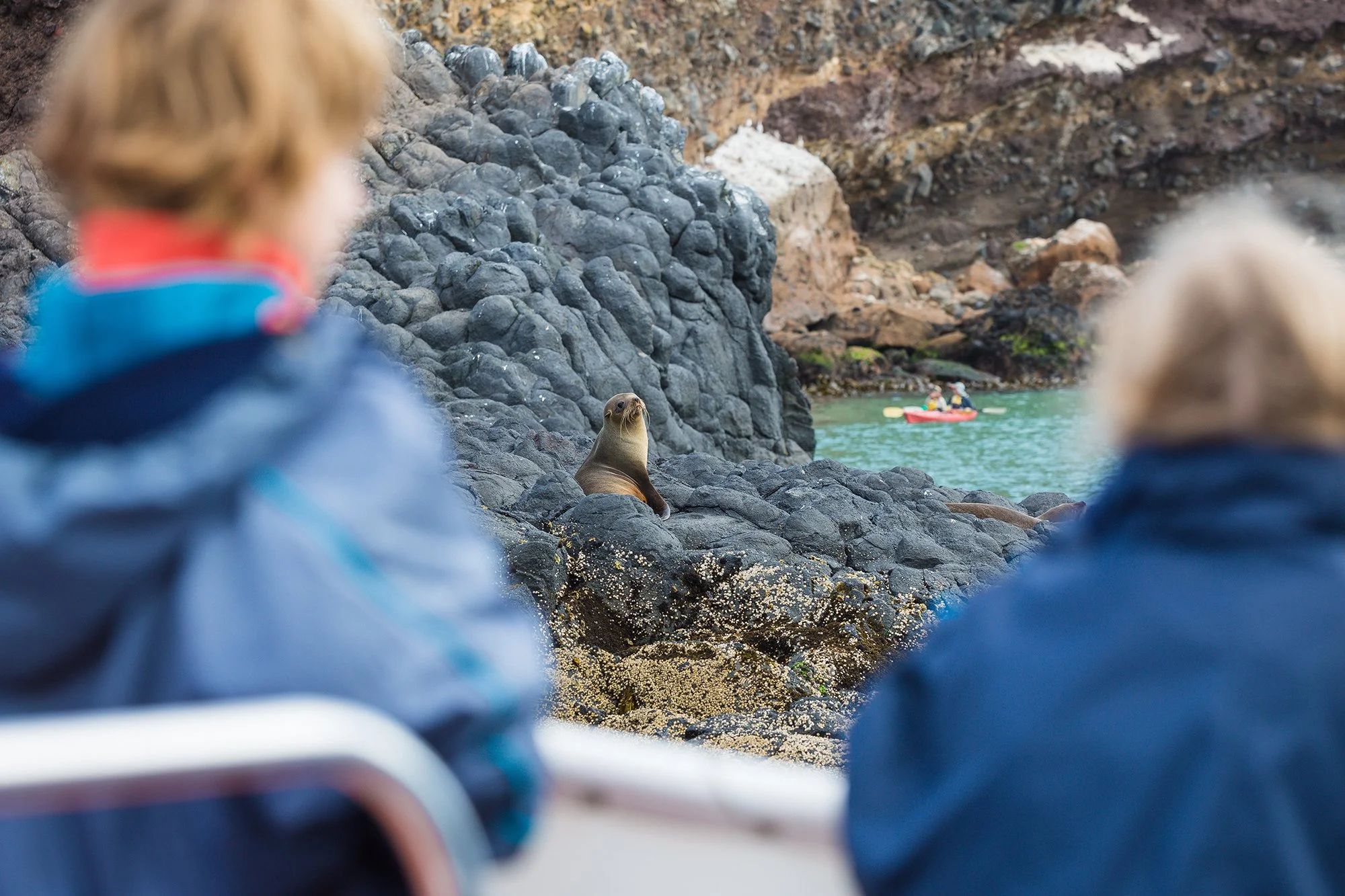 Cruise to Sea Wildlife | Cruise Ship Shore Tour — Monarch Wildlife ...