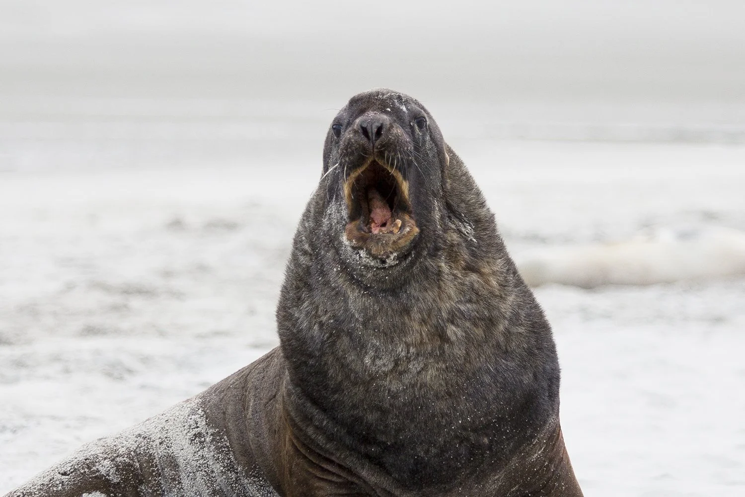 Wildlife found in Dunedin, New Zealand — Monarch Wildlife Cruises & Tours