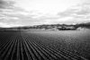 Crop Protection — Northern Crop Science