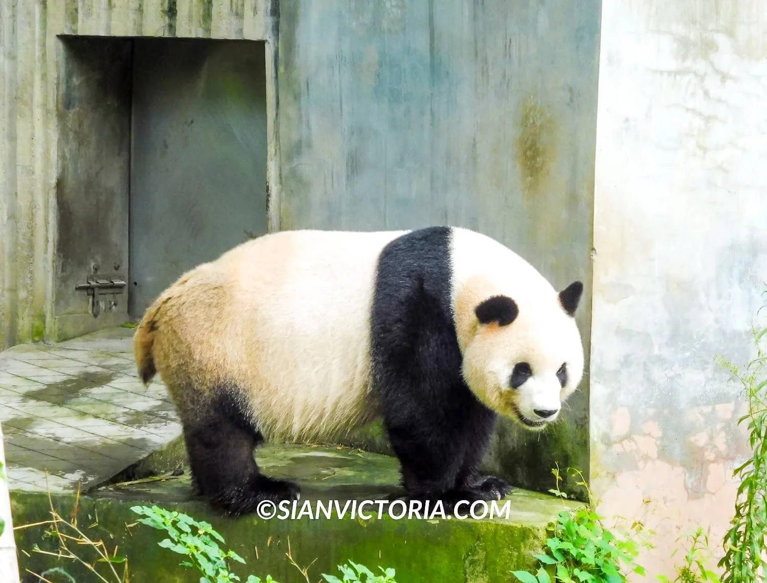 7 Best Nature Reserves & Wildlife Attractions in Chengdu, China — sian ...