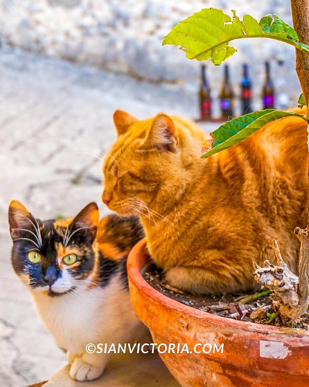 12 Cultural Thing's to See and Do in Paphos, Cyprus — sian victoria