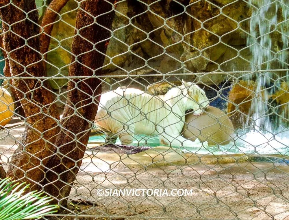 Los Animales Del Mirage Las Vegas Farewell To The Mirage: 34 Years Of