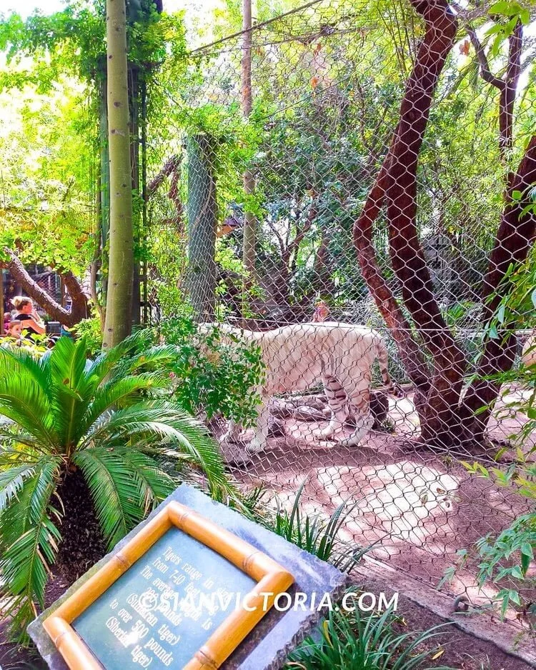 Visit To The Secret Garden & Dolphin Habitat at Mirage, Las Vegas ...