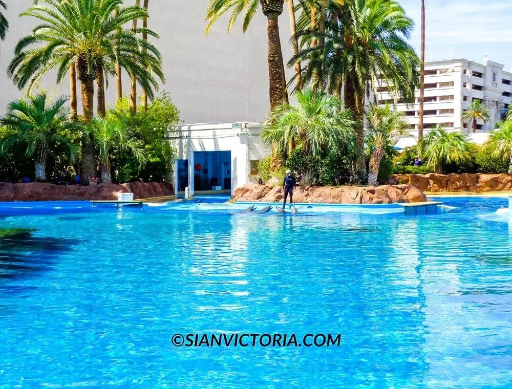 Visit To The Secret Garden & Dolphin Habitat at Mirage, Las Vegas ...