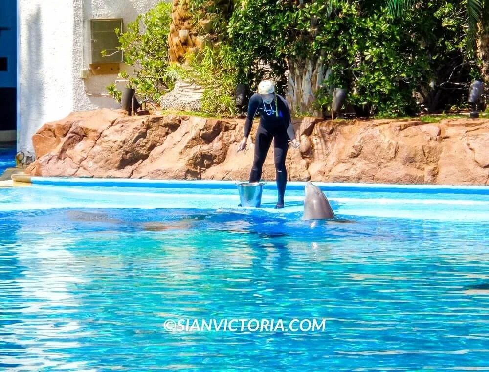 Visit To The Secret Garden & Dolphin Habitat at Mirage, Las Vegas ...
