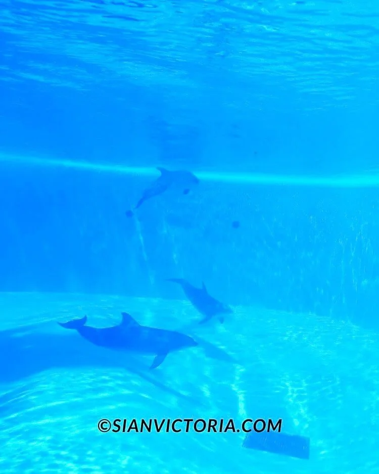 Visit To The Secret Garden & Dolphin Habitat at Mirage, Las Vegas ...