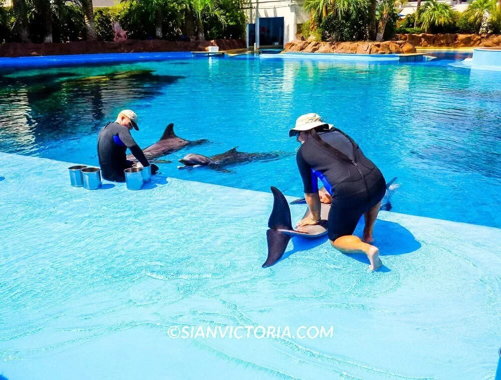 Visit To The Secret Garden & Dolphin Habitat at Mirage, Las Vegas ...