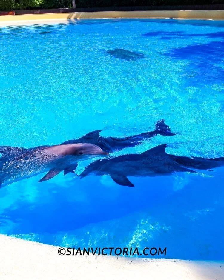 Visit To The Secret Garden & Dolphin Habitat at Mirage, Las Vegas ...