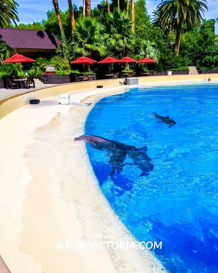 Visit To The Secret Garden & Dolphin Habitat at Mirage, Las Vegas ...