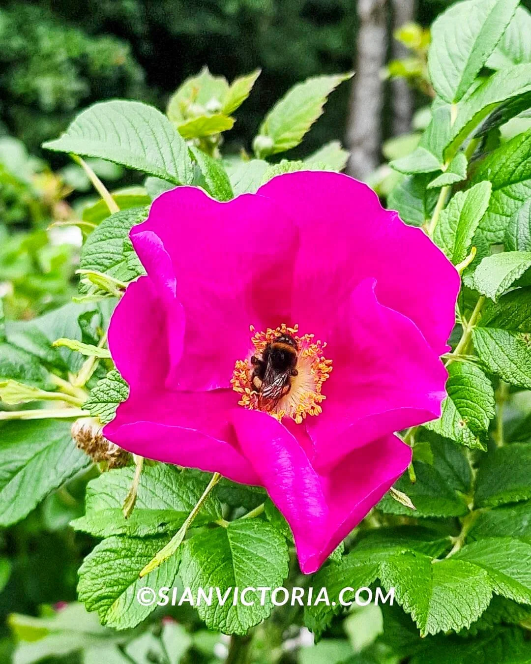 12 Things You Should Know About Bumble Bees — sian victoria