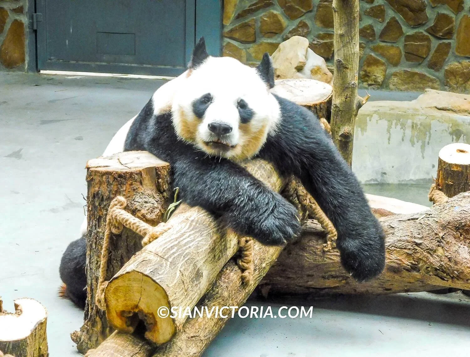 7 Best Nature Reserves & Wildlife Attractions in Chengdu, China — sian ...